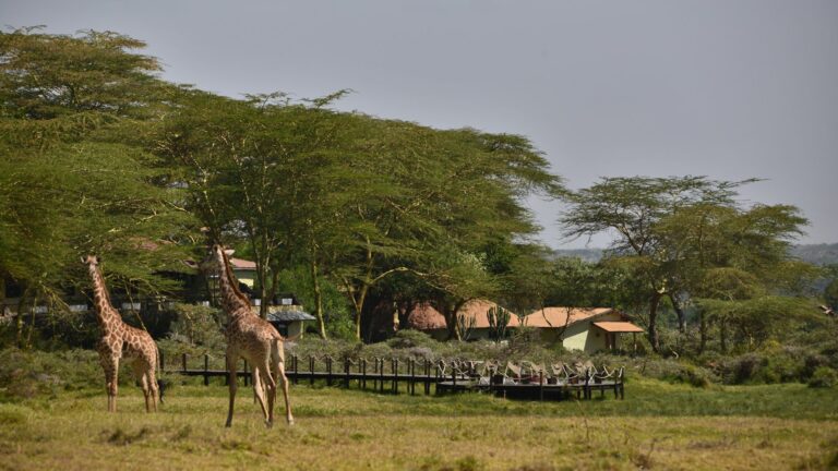 Hatari Lodge - Tansania Safaris