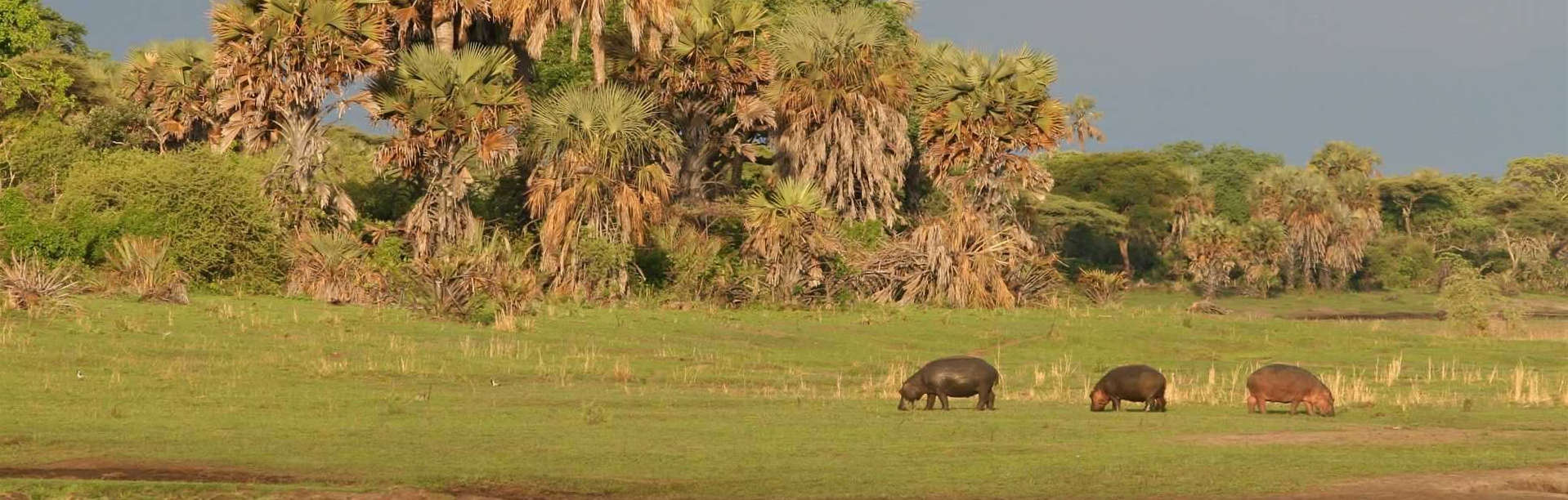 Katavi Nationalpark - Tansania Safaris