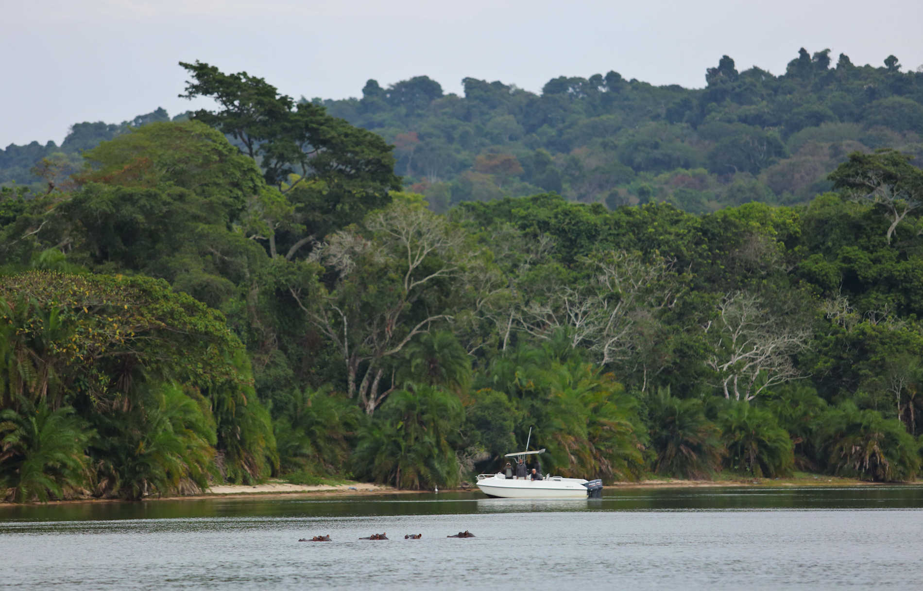 Rubondo Island Camp - Tansania Safaris