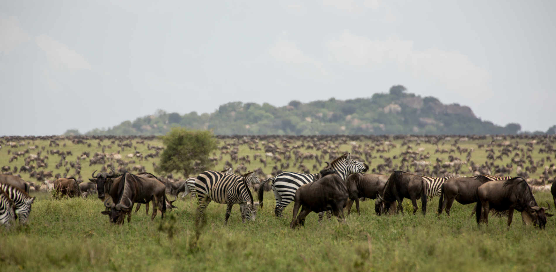 Nimali Serengeti - Tansania Safaris
