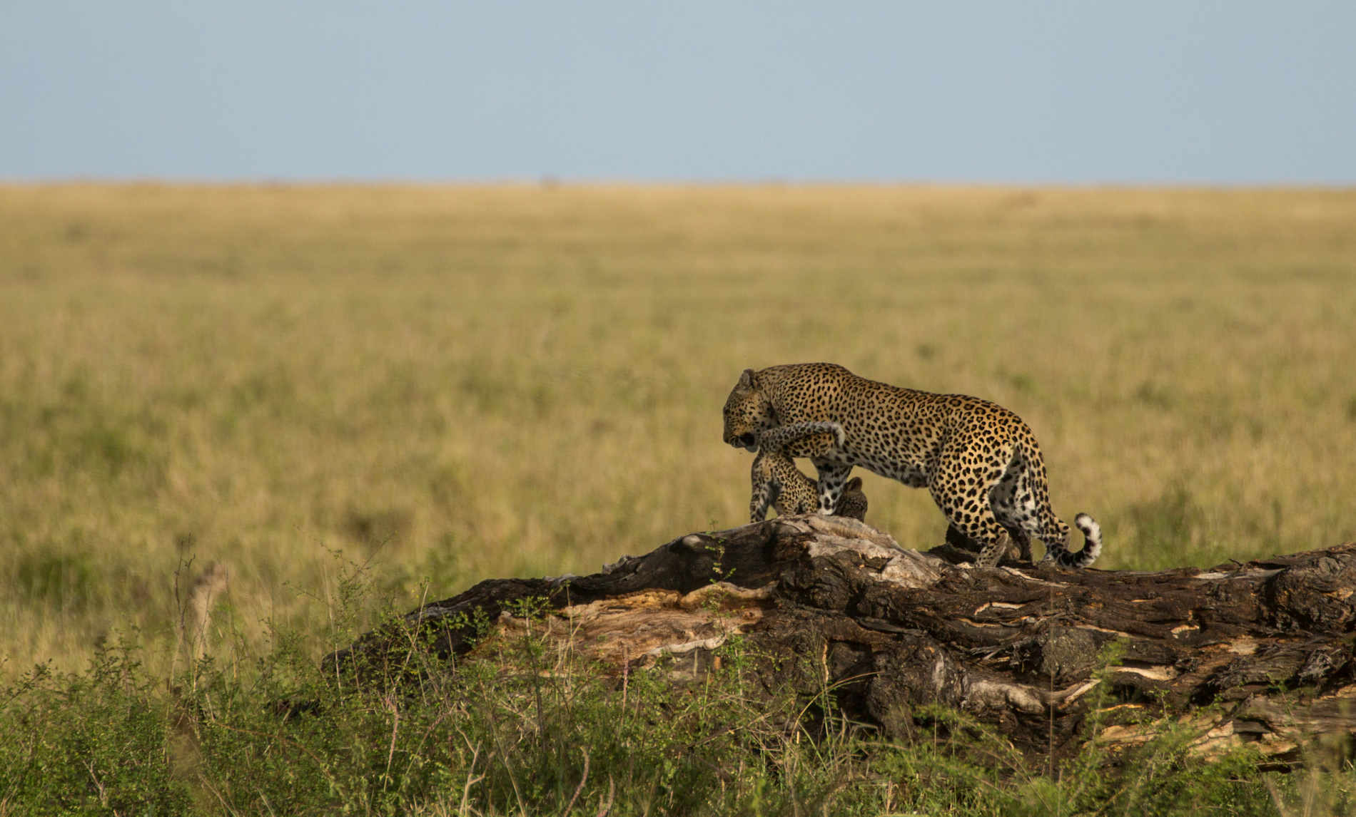 Nimali Serengeti - Tansania Safaris