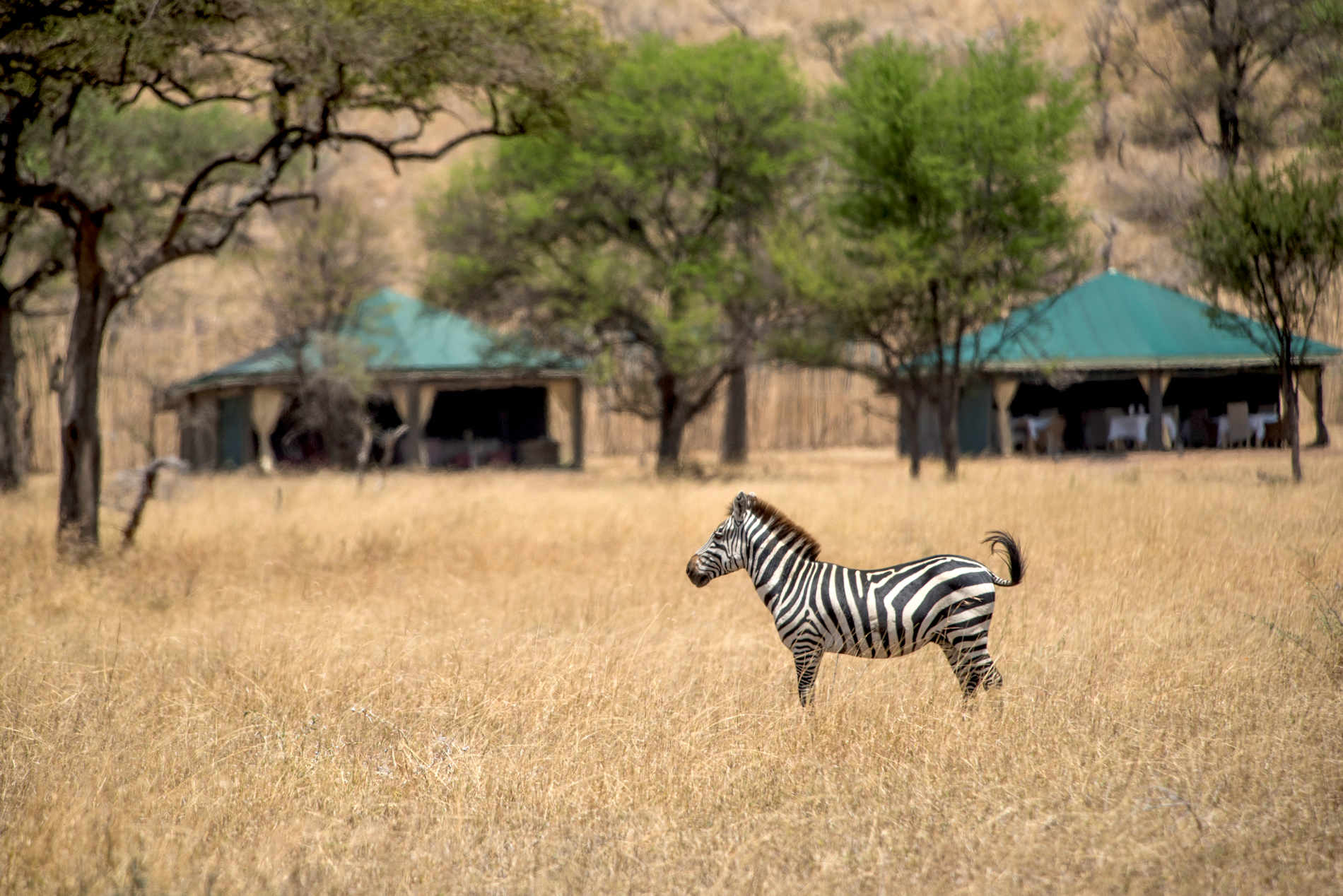 Nimali Serengeti - Tansania Safaris