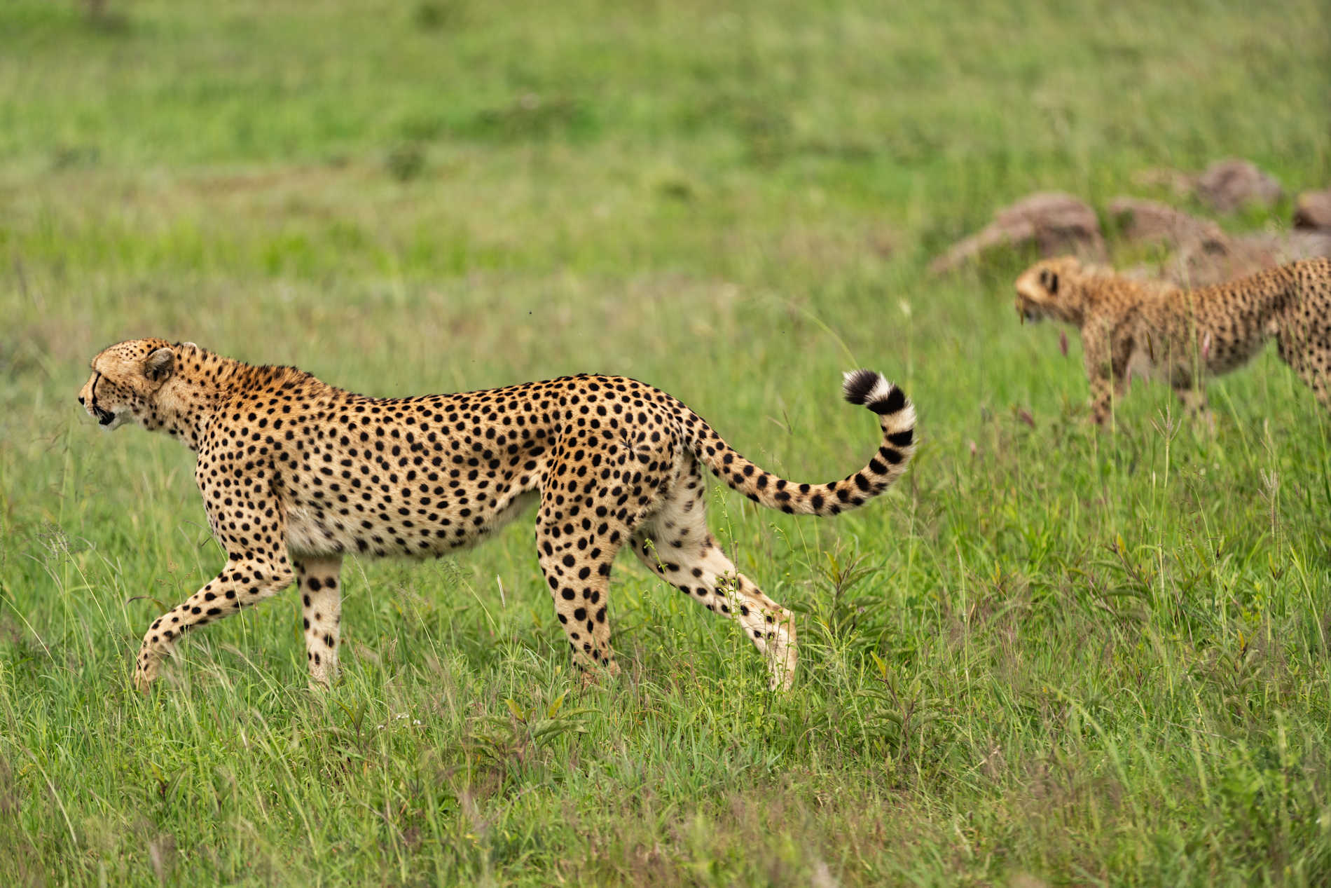Migration Camp - Tansania Safaris
